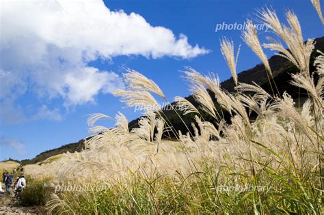 箱根 仙石原のススキ 写真素材 4932194 フォトライブラリー photolibrary