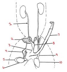 Comp Anatomy Dissection Unit 4 Quiz Quizlet
