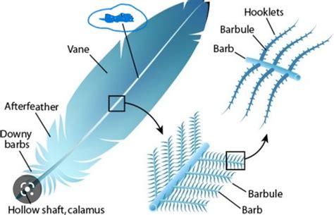 Class Aves Birds Flashcards Quizlet