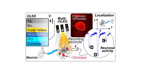 Optogenetic Stimulation And Spatial Localization Of Neurons Using A Multi Oled Approach Acs