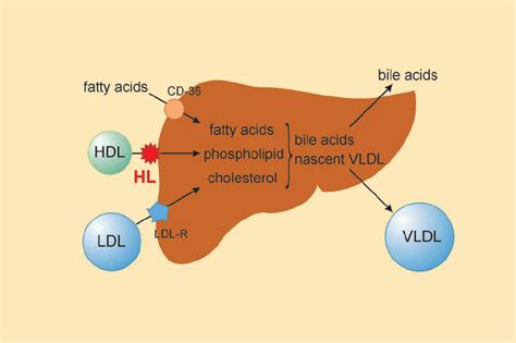 Hl As A Factor In Hepatic Intracellular Lipid Homeostasis Lipids Are Download Scientific