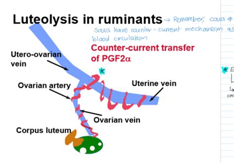 Ovarian Function Follicle Development Flashcards Quizlet