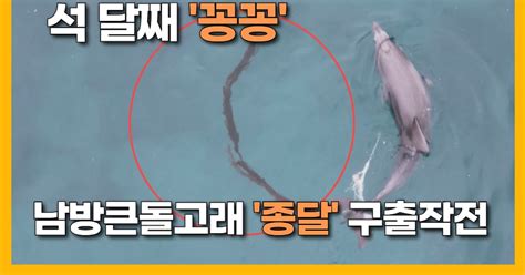 [자막뉴스] 살려야 한다 돌고래 구출작전 개시