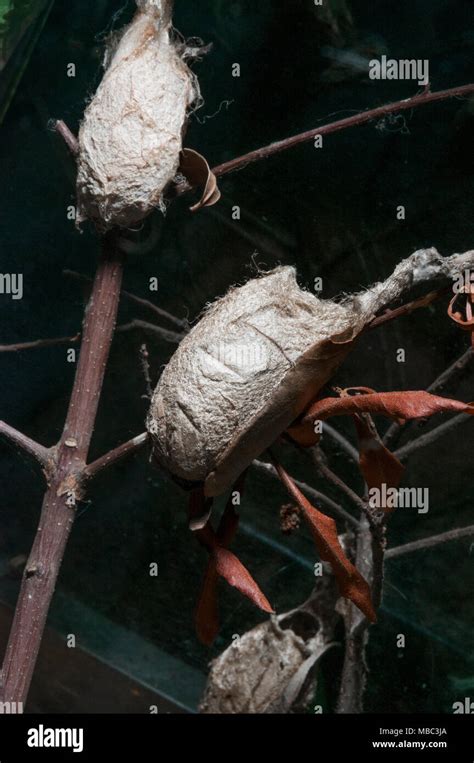 Polyphemus Moth Cocoon Time