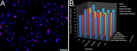Ki67 Cell Proliferation Assay A Merged Double Fluorescent Image Of