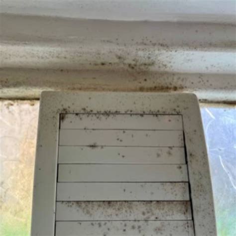 Cleaning Mold Off Air Vents At Ila Yeomans Blog