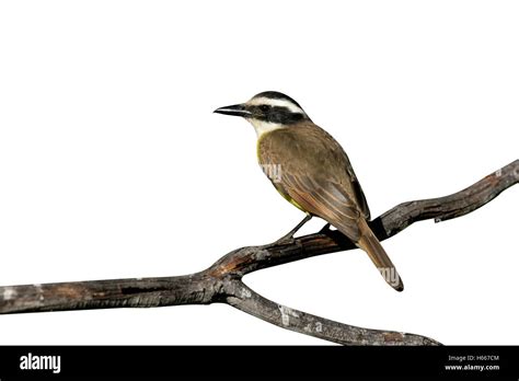 Great Kiskadee Pitangus Sulphuratus Single Bird On Branch Brazil