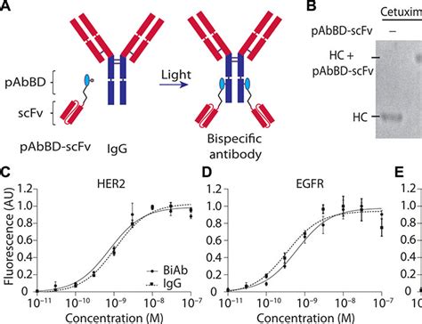 Rapid Site Specific Labeling Of Off The Shelf” And Native Serum Autoantibodies With T Cell