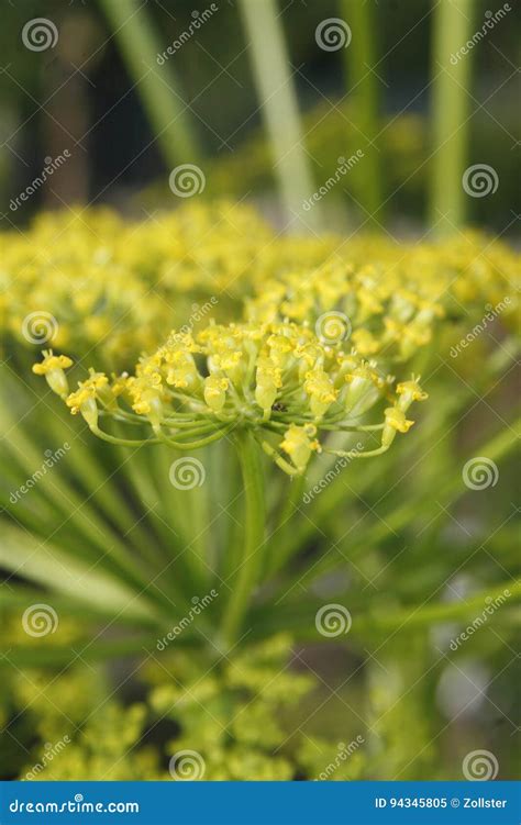 Parsnip Flowers Stock Image Image Of Seeds Parsnip 94345805