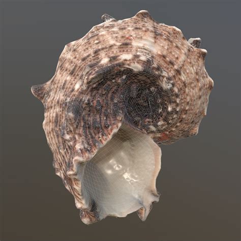 Sea Shell 3d Model Turbosquid 1960048
