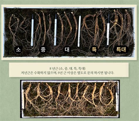 더플러스그룹