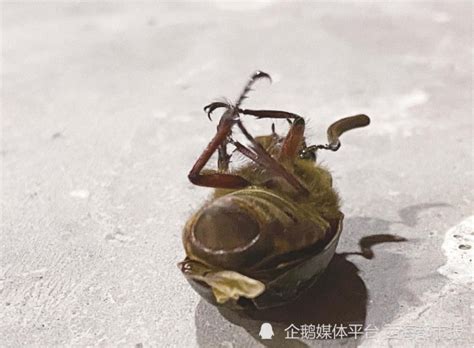 夏夜撞墙的虫子到底是什么 腾讯新闻
