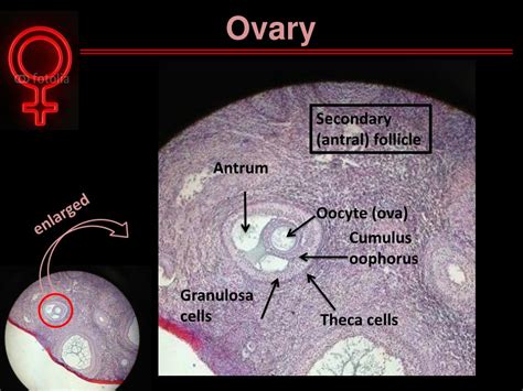Ppt The Reproductive System Powerpoint Presentation Free Download Id 2251539