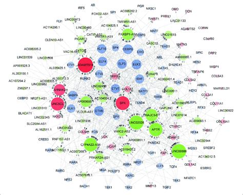 Construction Of The Tflncrnamrna Regulatory Network Hub Genes