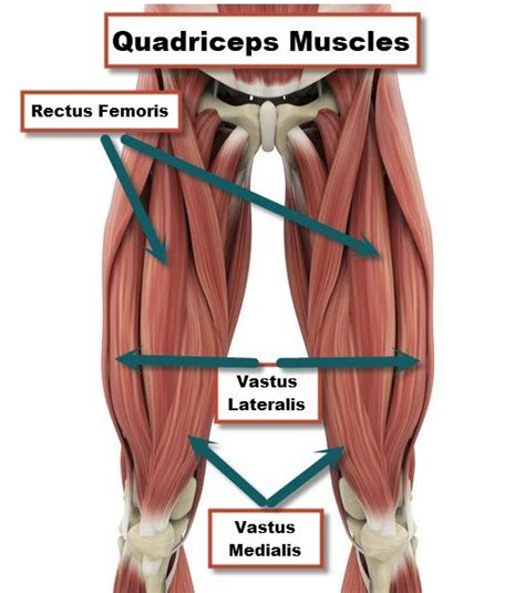 Knee Anatomy Muscles Ligaments And Cartilage Joi Jacksonville
