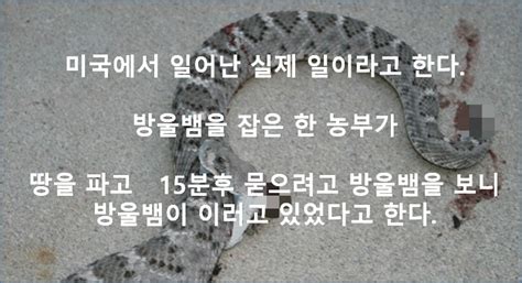 방울뱀을 죽이고 15분 뒤 펼쳐진 무서운 모습 포스트쉐어