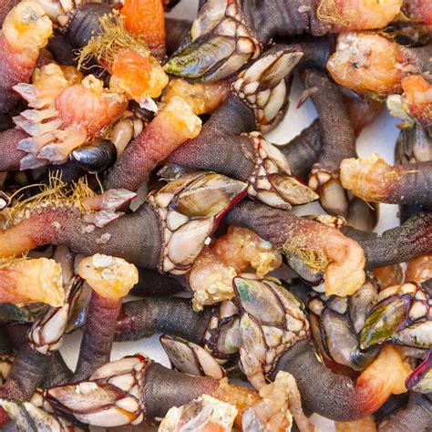What Are Percebes Ultimate Guide To This Seafood Delicacy