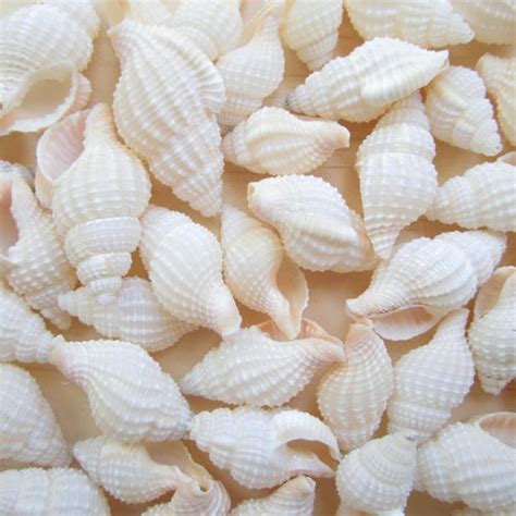 Tan Marginallas White Sea Shells Craft Seashells Small Etsy