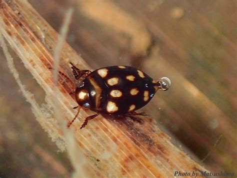 ゴマダラチビゲンゴロウ 水生昆虫 1種 1週
