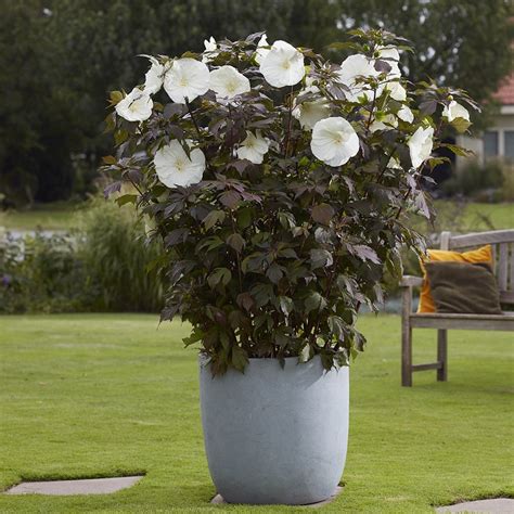 Многогодишни студоустойчиви градински цветя