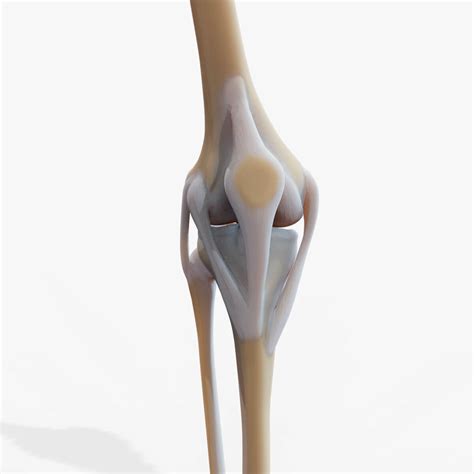 Knee Joint Anatomy 3d Model By Zames1992d