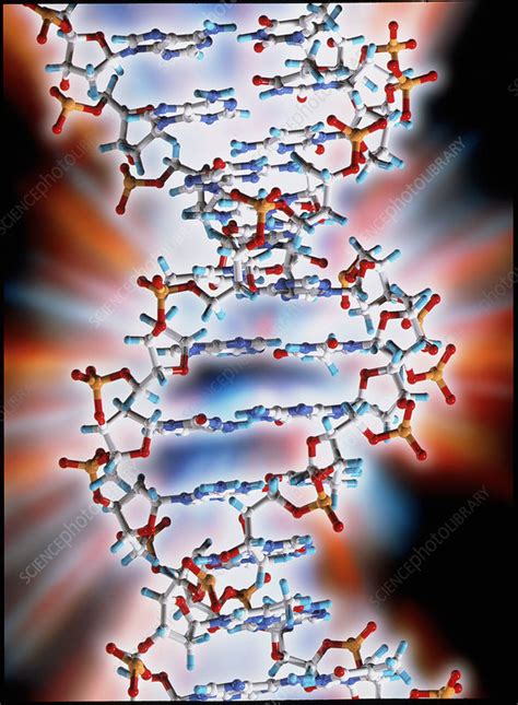 Computer Graphic Of A Segment Of Beta DNA Stock Image G110 0466 Science Photo Library