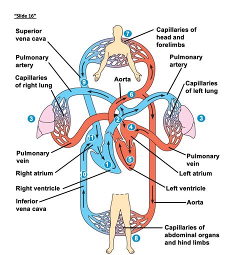 Capillaries In The Lungs
