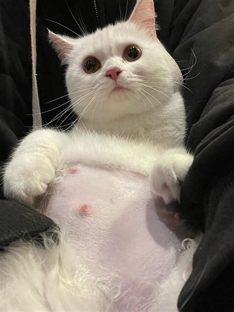 Bầu Khoẻ Bầu đẹp 🙈🐱