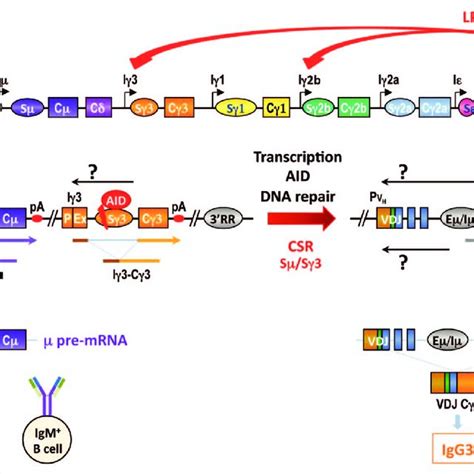 Organization Of The Mouse Igh Locus And Outline Of Csr And Associated