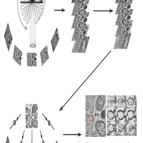 Pdf Development And Frontier Of Electron Microscopy 3d Reconstruction
