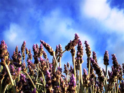 Lavender Sky By Game Breaker On Deviantart