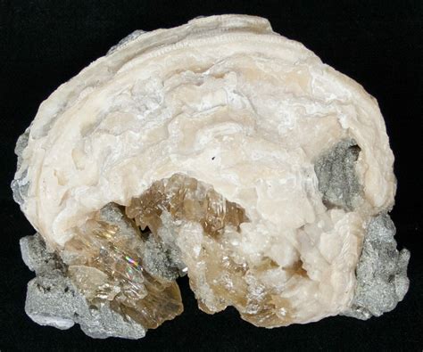 Clam Fossil With Golden Calcite Crystals For Sale FossilEra Com