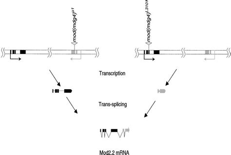 Model Depicting The Trans Splicinginduced Interallelic Download