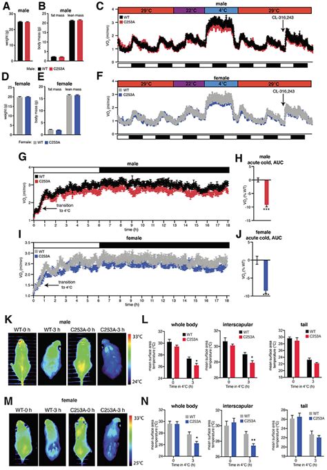 Cysteine 253 Of Ucp1 Regulates Energy Expenditure And Sex Dependent Adipose Tissue Inflammation