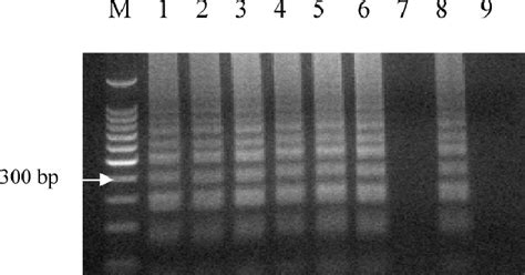Agarose Gel Electrophoresis Of Rt Lamp Products Indicating Salmonella Download Scientific
