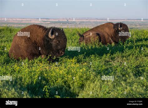 American Bison Bison Bison Adults Grazing On Grasslands Western