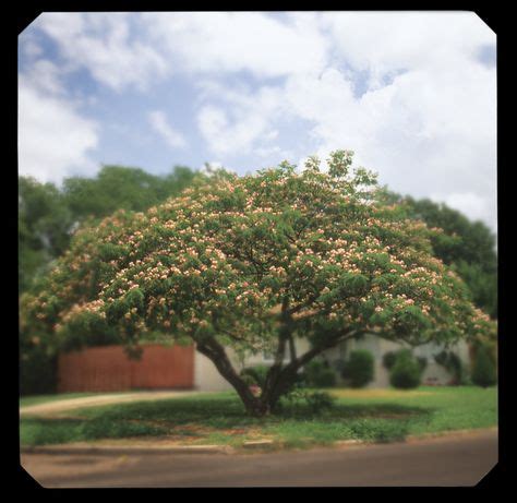 13 Trees Of North Carolina Ideas Trees To Plant North Carolina Tree