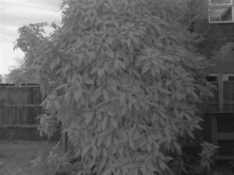 Sample Shots Snappicam Raspberry Pi Camera Adafruit Learning System