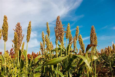바이오 연료 및 식품 수쿰 농장 산업 달콤한 수줌 줄기와 씨앗의 필드 밀레 필드 두라 마일로 또는 조와리라는 이름의 사탕수수 의 농업 분야 0명에 대한 스톡 사진 및 기타