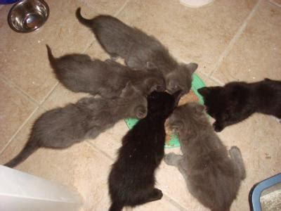 Getting Rid Of Fleas On Kittens ThriftyFun