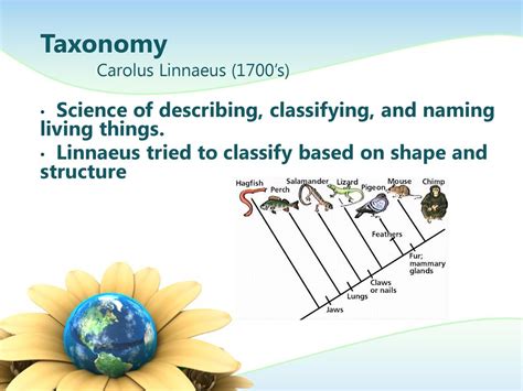 Chapter 2 Classification Ppt Download