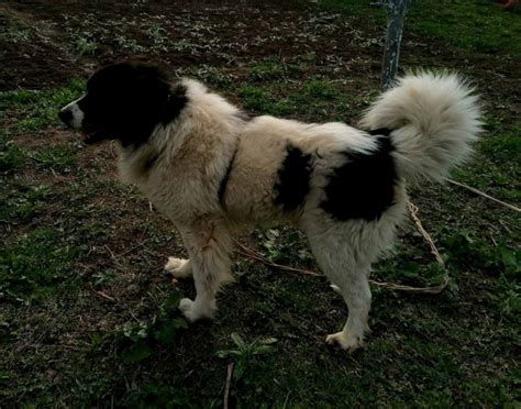 Семейство от Враца написа прочувствено стихотворение в памет на отровеното си куче снимки