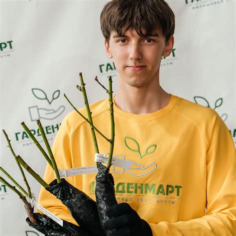 Роза флорибунда Юбилей Принца Монако