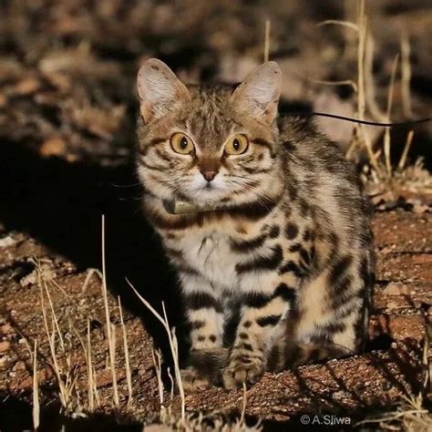 Black Footed Cat Artofit