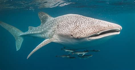 Is A Megalodon Bigger Than A Blue Whale