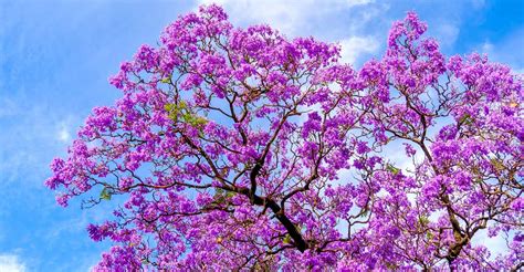 Munnars Jacaranda Trees To Be Cut Down Soon Head To These Idukki Spots To Check Them Out