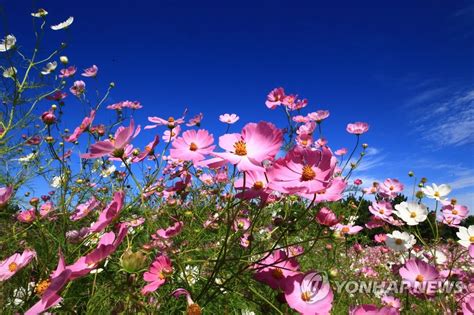파란하늘과 만개한 코스모스 연합뉴스