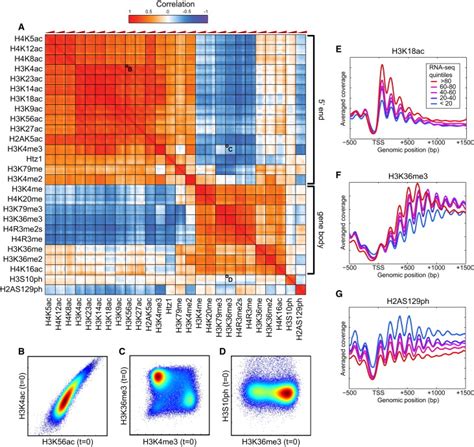 Characterization Of Histone Modification Patterns During Mid Log Growth
