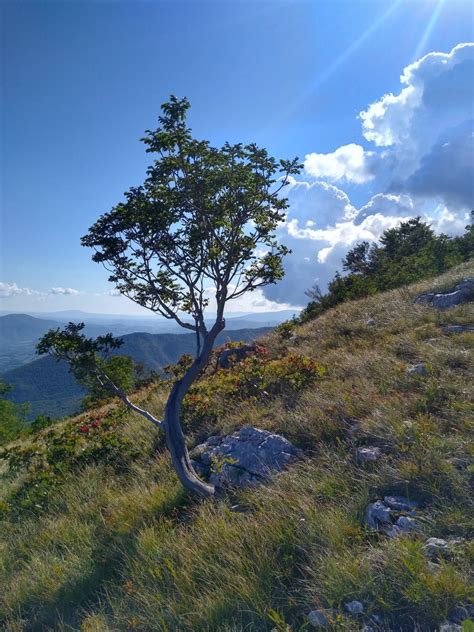 Rtanj Preko Sitne Stene Siljak 1565mnv Psk Mosor Nis