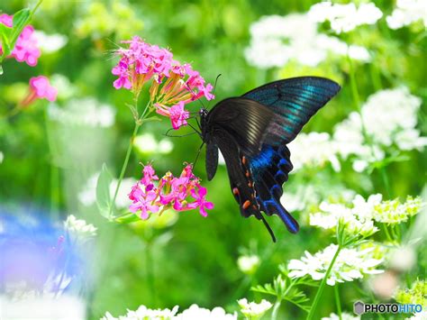 ムシトリナデシコとミヤマカラスアゲハ by y kuni ID11823055 写真共有サイト PHOTOHITO
